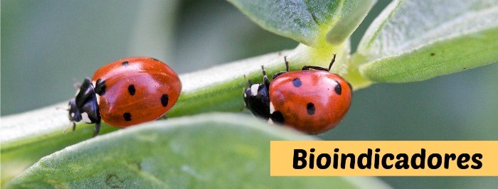 Inscreva-se no curso de introdução ao uso de Bioindicadores